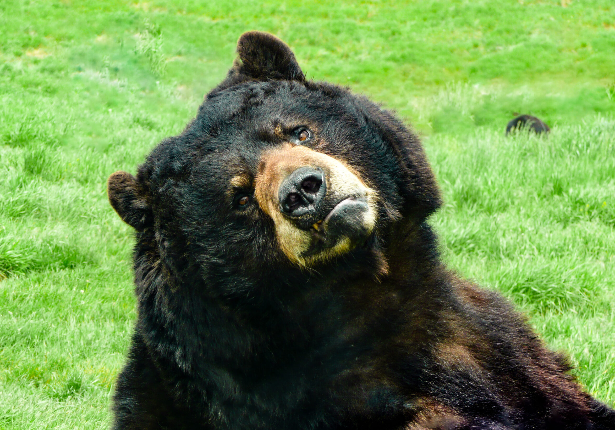 Beary Different: Man Goes Viral After Grilling Black Bear Legs For Dinner